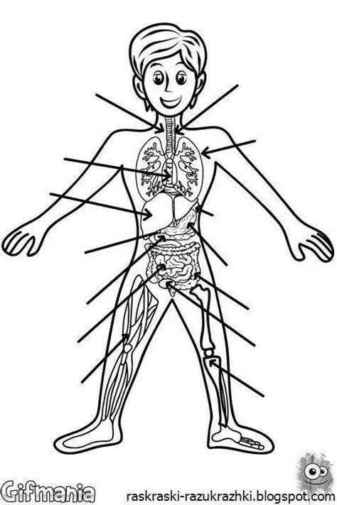 Распечатать анатомия человека