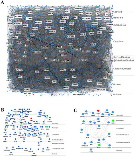 Subcellular Layers Illustrating The Ppi Sub Network A The Total Deg