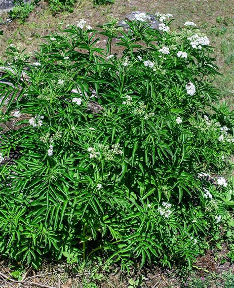 Sambucus Ebulus Monaco Nature Encyclopedia