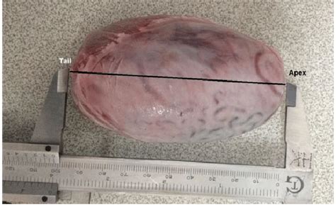 Method Of Measuring Testes Length Download Scientific Diagram