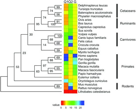maximum likelihood ml phylogenetic tree of androgen receptor with