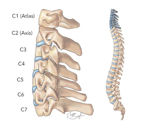 Cervical Vertebrae Anatomy C7