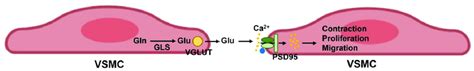Model Of Nmdar Mediated Quasi Synaptic Communication Between Adjacent
