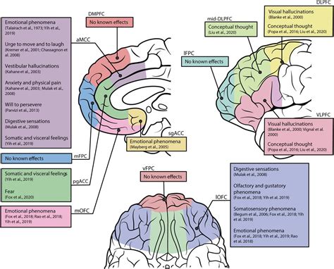 Parts Of The Brain Prefrontal Cortex At Sebastian Nanson Blog