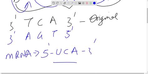 Solved A Particular Triplet Of Bases In The Template Strand Of Dna Is Tca The Corresponding