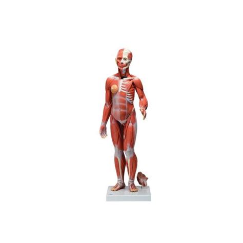 12 Life Size Complete Human Dual Sex Muscle Model 33 Part 3b Smart