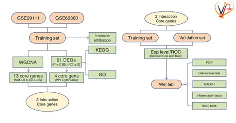 Comprehensive Bioinformatics Method To Explore Immune Related Genes In The Pathogenesis Of