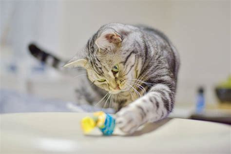 5 Reasons Why Cats Knock Things Over How You Can Stop Them