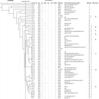UPGMA Dendrogram Of The Genetic Relationships Among Isolates Of EPEC Download Scientific