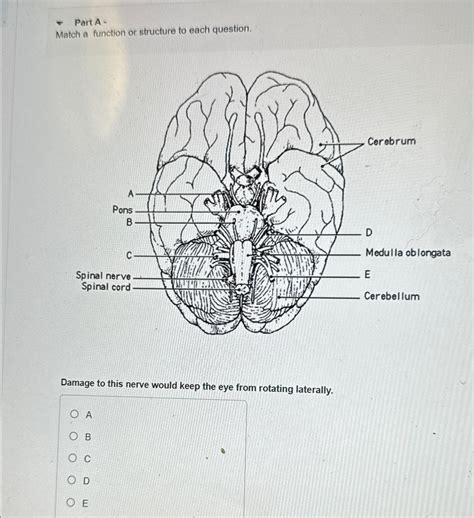 Solved Part A Match A Function Or Structure To Each Chegg Com