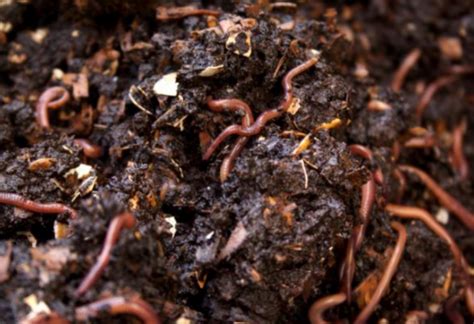 How To Make Vermicompost At Home Check Step By Step Process