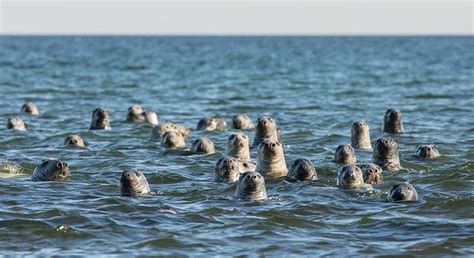 Discover How Long Seals Can Stay Underwater A Z Animals