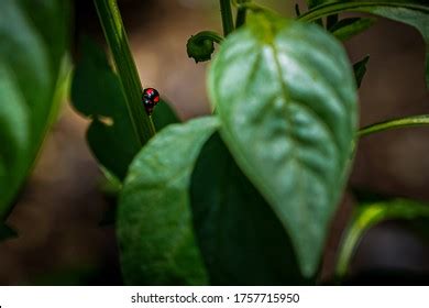 Ladybug Sex Images Stock Photos Vectors Shutterstock