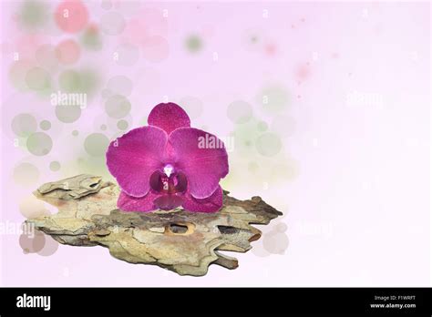 Pink Orchid On A Tree Bark Stock Photo Alamy