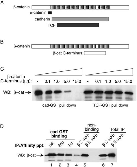 The Cooh Terminus Of β Catenin Restricts Binding To Cadherin Cooh