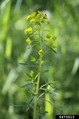 Leafy Spurge Vegetation Management