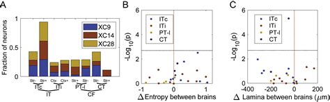 High Throughput Mapping Of Long Range Neuronal Projection Using In Situ Sequencing Cell
