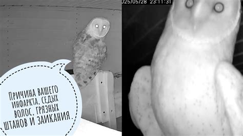 Сова филин Ёль копает новую яму сыч Лучик колотит меня сипуха Пухня орёт все при деле Youtube