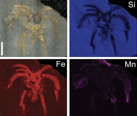 Soft Tissue Preservation In Fezouata Fossils Pierre Gueriau
