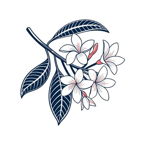 Unique Asian Jasmine Flower Illustration Design Stock Illustration Illustration Of Vector