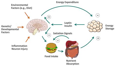 Negative Feedback Loop Insulin