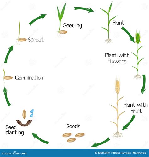 Жизненный цикл завода рож на белой предпосылке Иллюстрация вектора иллюстрации насчитывающей