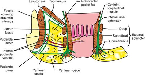 Ischiorectal Fossa