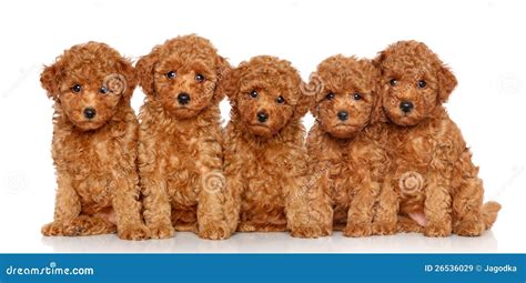 Teacup Poodle Apricot Toy Poodle Puppies Available From Responsible