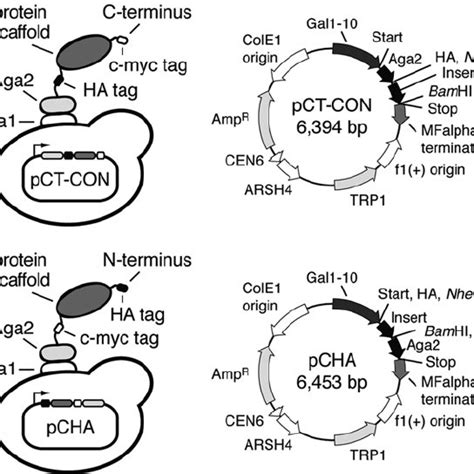 Yeast Surface Display Methods Protocols And Applications