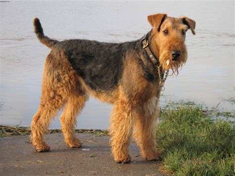Airedale Terrier Puppies Rescue Pictures Information Temperament