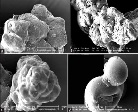 Microencapsulation Of Eugenol By Gelatin Sodium Alginate Complex