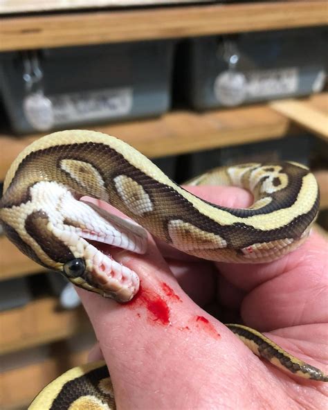Ball Python Bite Does It Hurt Everything You Need To Knowreptile