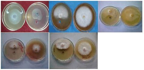 Antifungal Activity Showed By Potential Fluorescent Pseudomonas Download Scientific Diagram