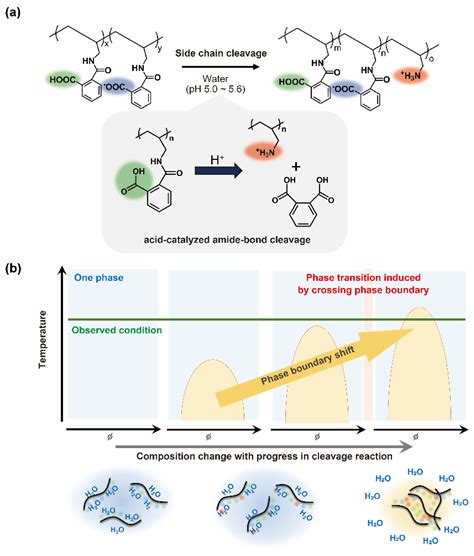 Programed Thermoresponsive Polymers With Cleavage Induced Phase Transition
