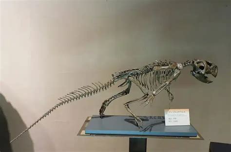 Psittacosaurus The Parrot Lizard Of The Early Cretaceous