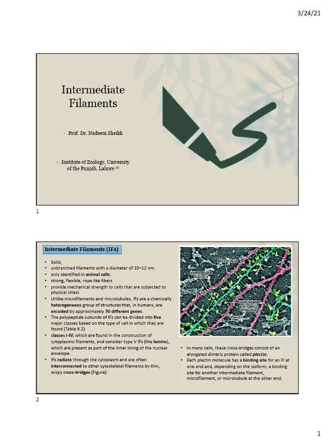 Topic 35 Intermediate Filaments Pdf Cytoskeleton Cell Biology