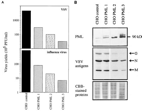 A Pml Levels Parallel Inhibition Of Virus Multiplication Cho Control