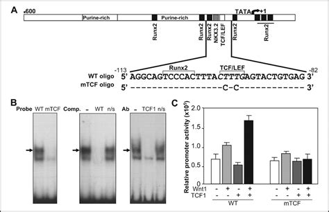 canonical wnt signaling promotes osteogenesis by directly stimulating