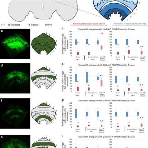 Model For The Neural Circuitry Of Dialect Training In Drosophila Download Scientific Diagram