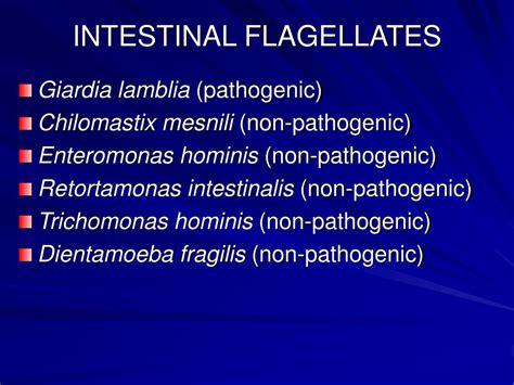 Ppt Medical Parasitology And Entomology Powerpoint Presentation Id560328