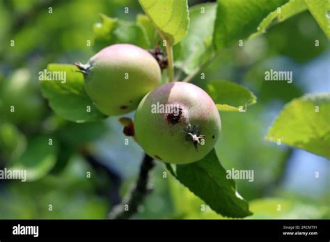 The Exit Hole And Frass Of A Codling Moth Cydia Pomonella Caterpillar