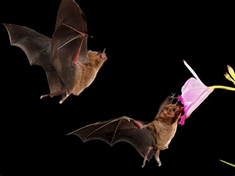 Pollinator Spotlight Bats Pollinators Of The Night