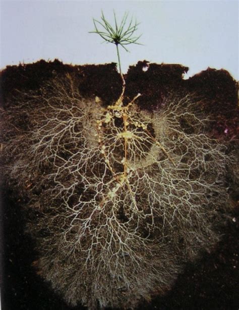 Mycorrhizae Roots Cohen And Master Trees