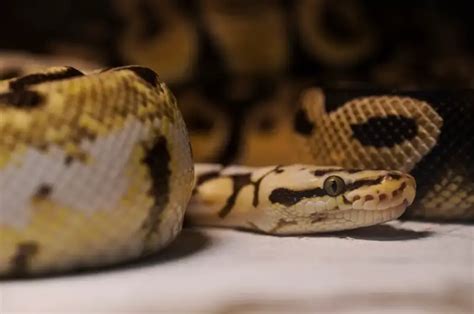 How To Sex A Ball Python A Complete Guide For Owners