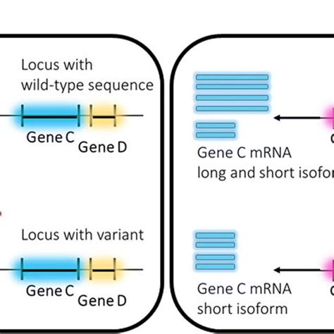 Examples Of A Case Of Eqtl And A Case Of Sqtl Eqtl The Presence Of