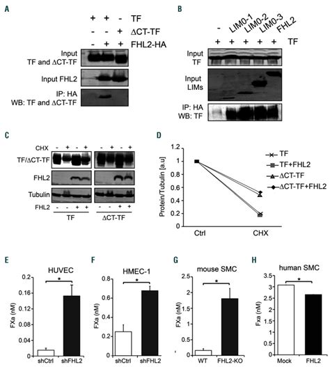 Lim Only Protein Fhl2 Attenuates Vascular Tissue Factor Activity
