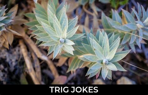 40 Trig Jokes And Funny Puns Jokojokes
