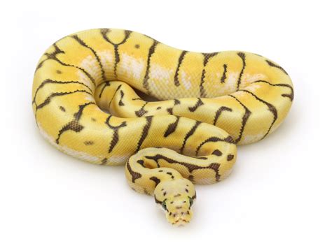 Killer Bee Enchi Markus Jayne Ball Pythons