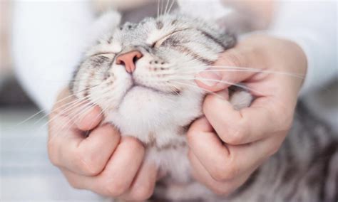 Decoding Cat Communication Purring Meowing And Beyond The Trendy Pet