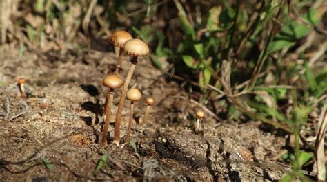 Jamur Ajaib Atau Jamur Psilocybin Adalah Jenis Jamur Yang Berkembang